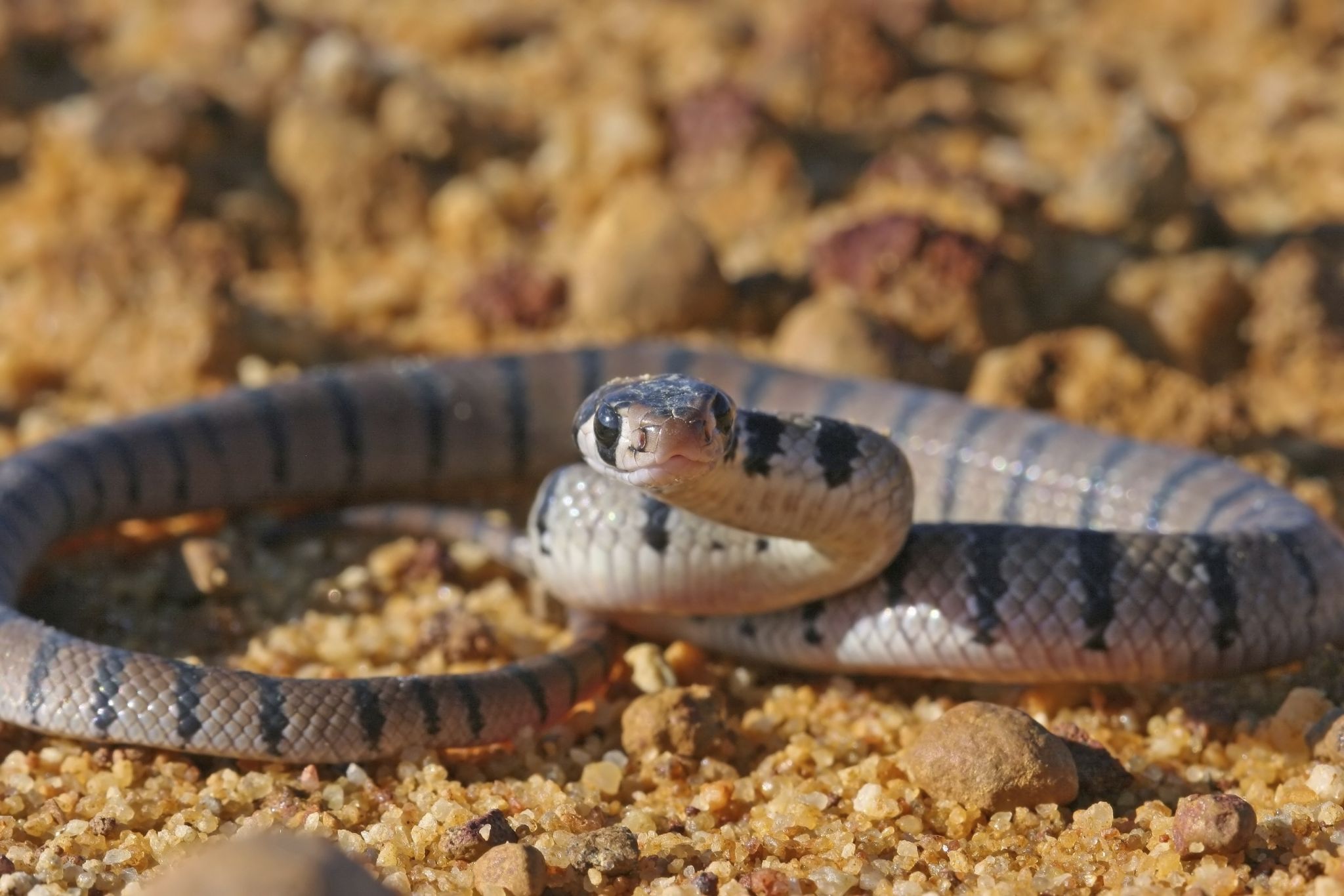 10 of Australia’s Most Deadly Animals - ManSpace Magazine